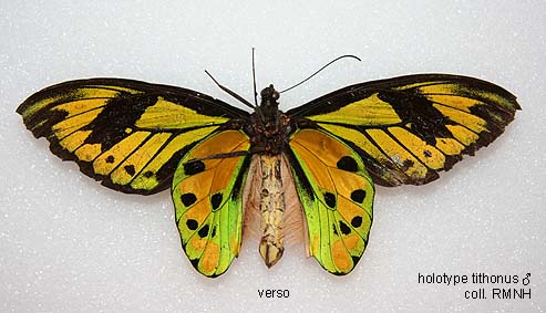 Papua Insects Foundation (Lepidoptera/Papilionidae/Ornithoptera tithonus)